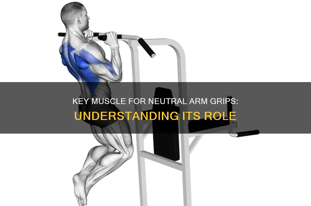 Key Muscle For Neutral Arm Grips: Understanding Its Role | CyVigor