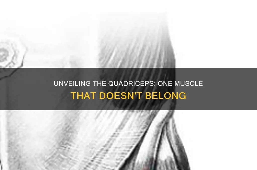 Unveiling The Quadriceps: One Muscle That Doesn't Belong | CyVigor