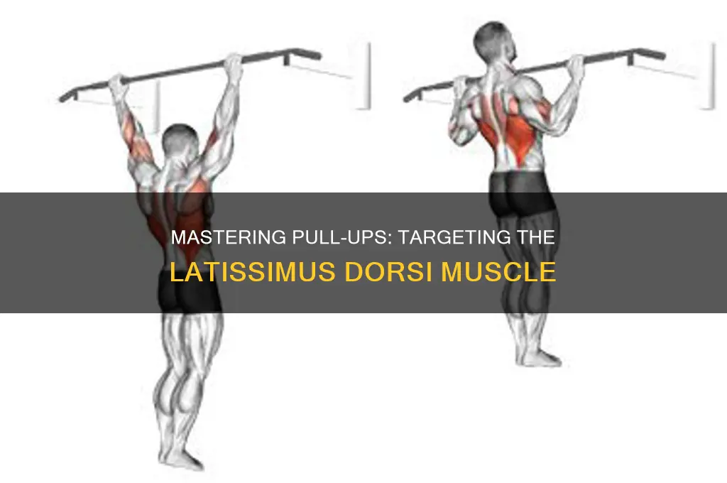 Mastering Pull-Ups: Targeting The Latissimus Dorsi Muscle | CyVigor