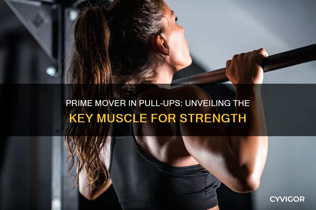 Prime Mover In Pull-Ups: Unveiling The Key Muscle For Strength | CyVigor