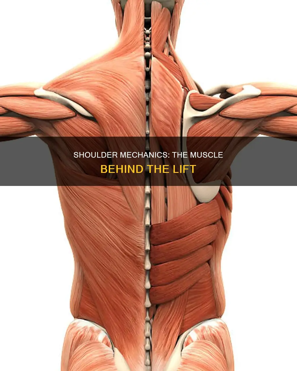 Shoulder Mechanics: The Muscle Behind The Lift | CyVigor