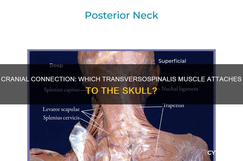 Cranial Connection: Which Transversospinalis Muscle Attaches To The ...