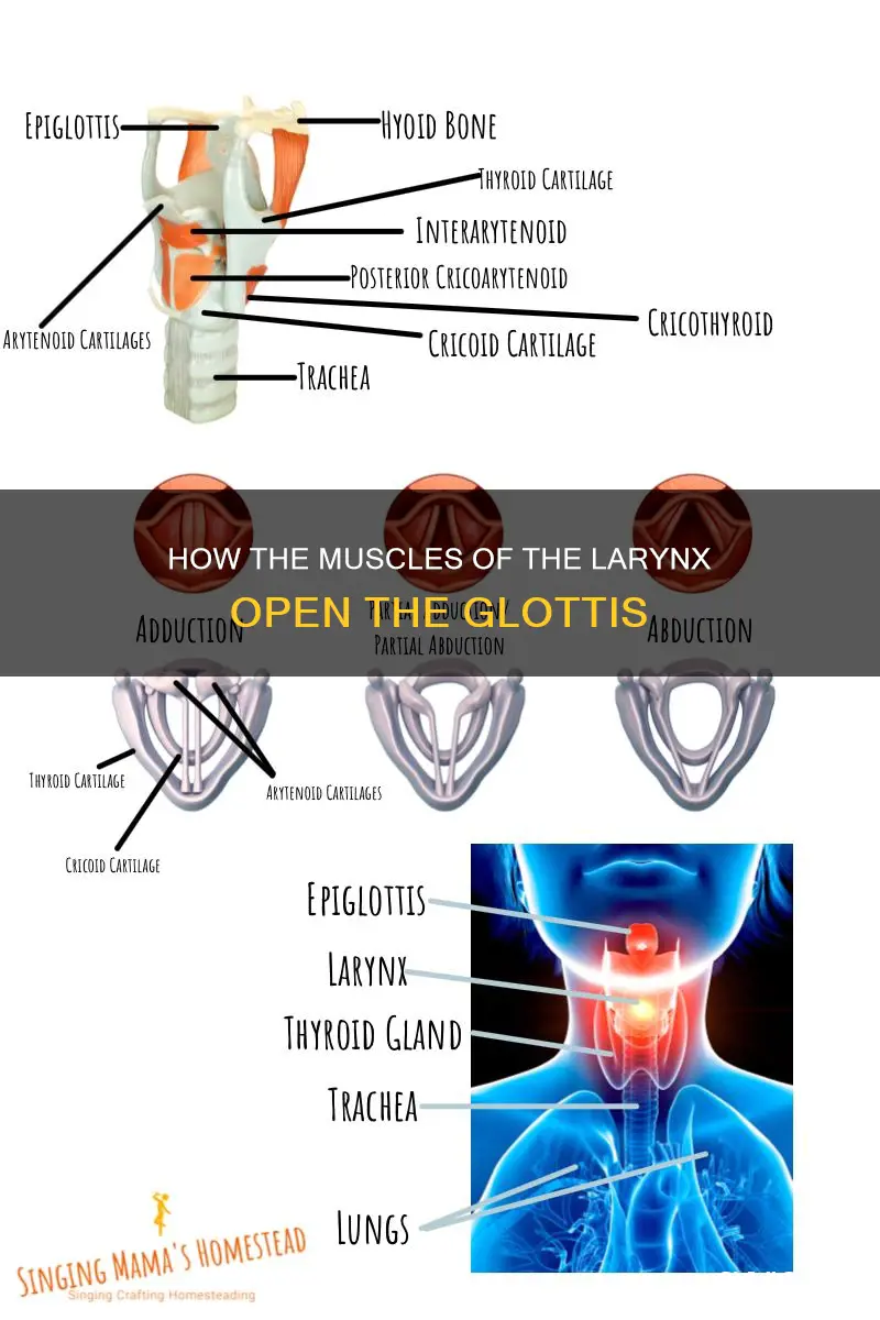 How The Muscles Of The Larynx Open The Glottis | CyVigor