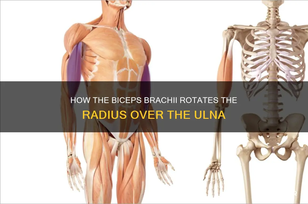 How The Biceps Brachii Rotates The Radius Over The Ulna | CyVigor