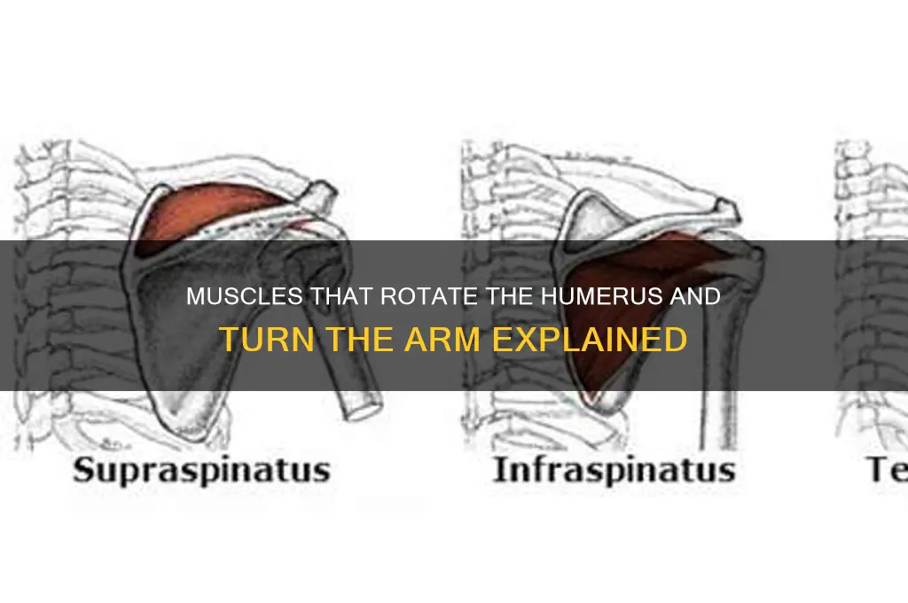 Muscles That Rotate The Humerus And Turn The Arm Explained | CyVigor