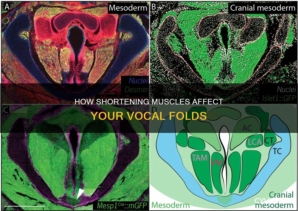 How Shortening Muscles Affect Your Vocal Folds | CyVigor