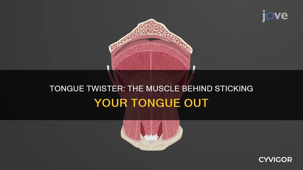 Tongue Twister: The Muscle Behind Sticking Your Tongue Out | CyVigor