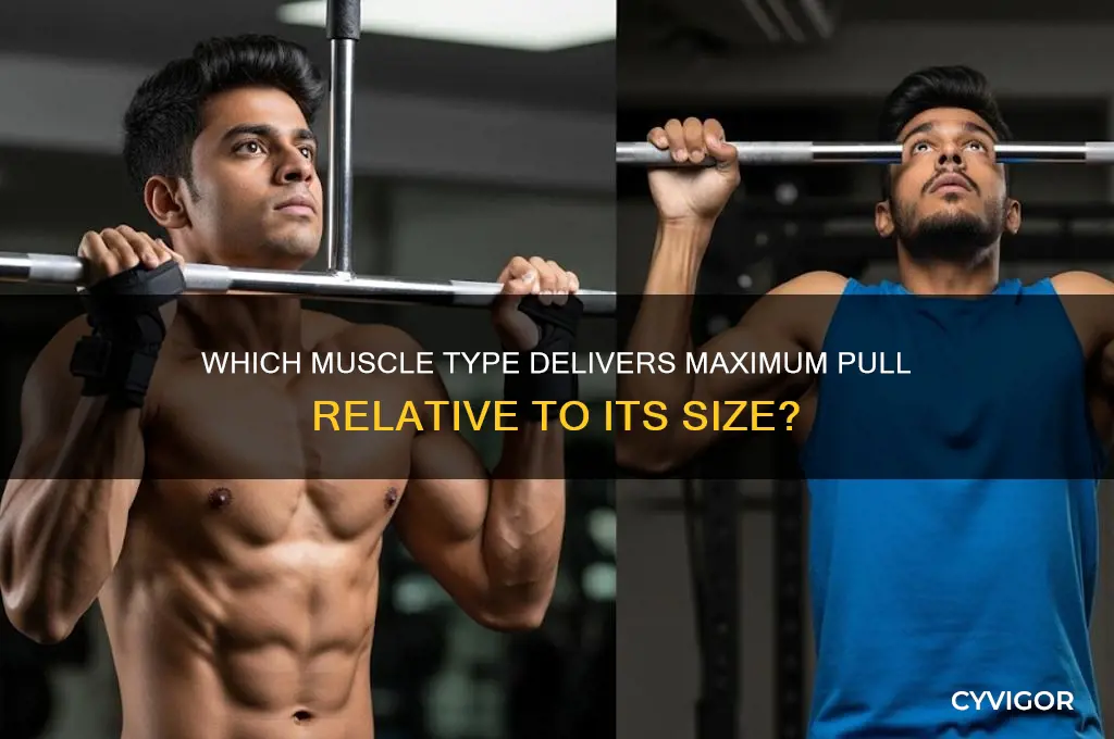 Which Muscle Type Delivers Maximum Pull Relative To Its Size? | CyVigor