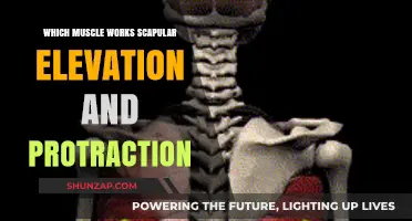 Muscles Stabilizing And Protecting The Sternoclavicular Joint: Key ...