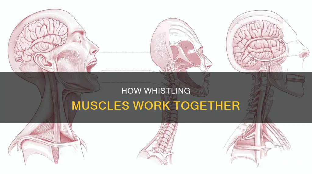 How Whistling Muscles Work Together | CyVigor