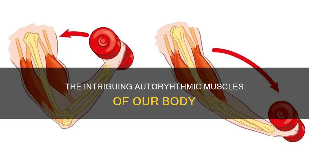 The Intriguing Autoryhthmic Muscles Of Our Body | CyVigor