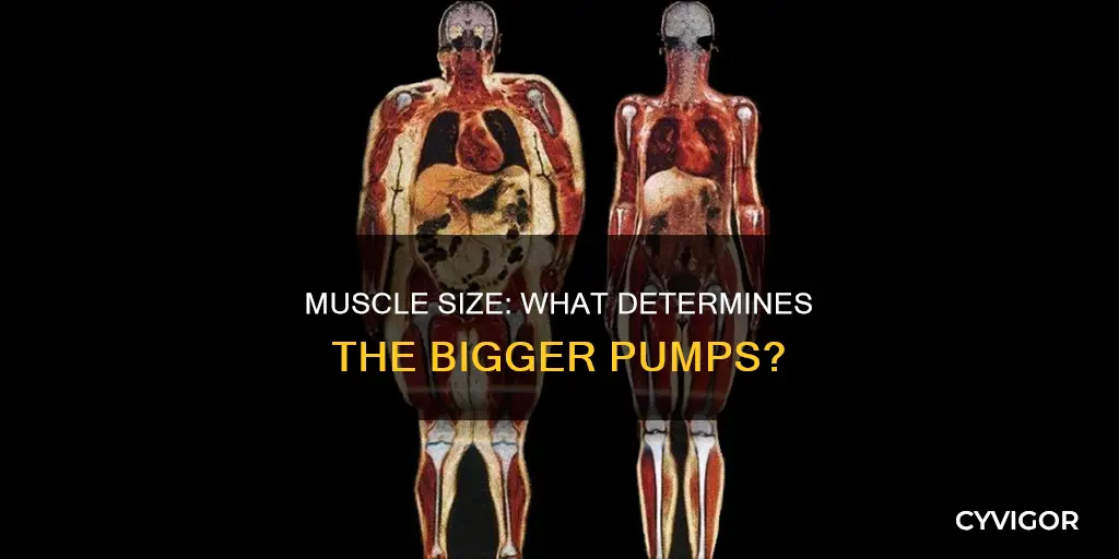 Muscle Size: What Determines The Bigger Pumps? | CyVigor