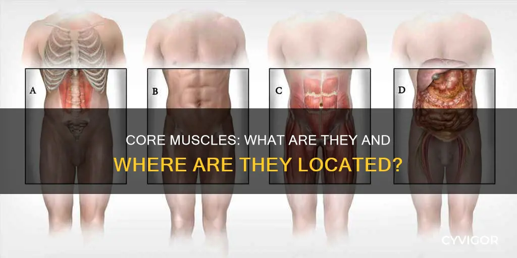 Core Muscles: What Are They And Where Are They Located? | CyVigor