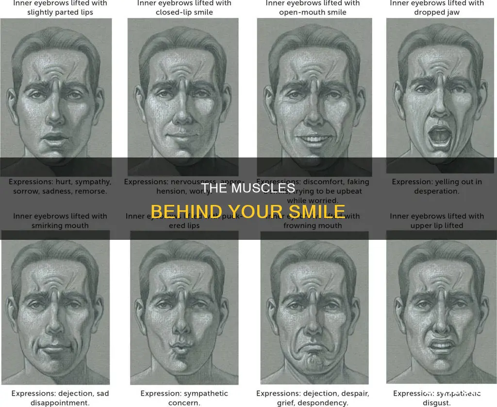The Muscles Behind Your Smile | CyVigor