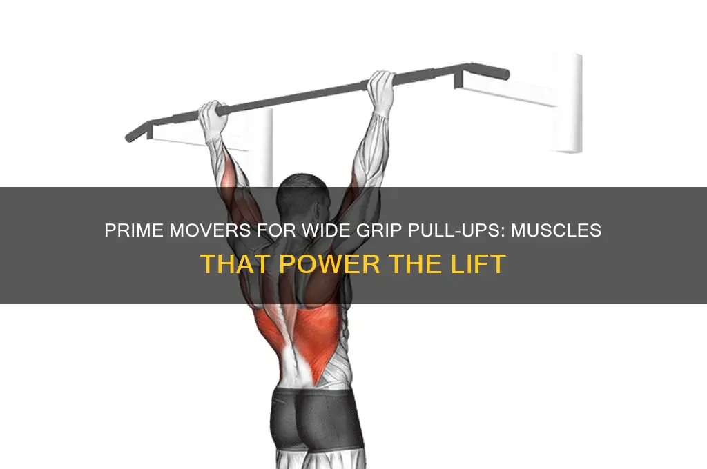 Prime Movers For Wide Grip Pull-Ups: Muscles That Power The Lift | CyVigor