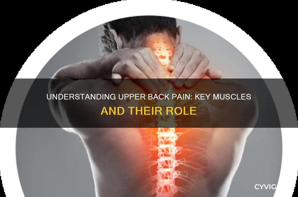 Understanding Upper Back Pain: Key Muscles And Their Role | CyVigor