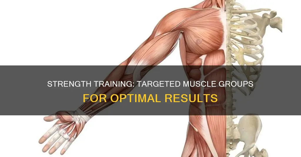 Strength Training: Targeted Muscle Groups For Optimal Results | CyVigor
