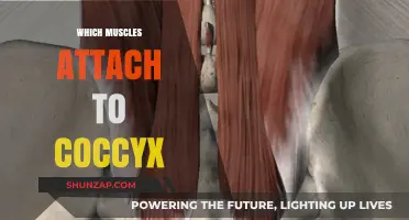 T1 Attachment Muscles: Understanding Their Function And Importance ...