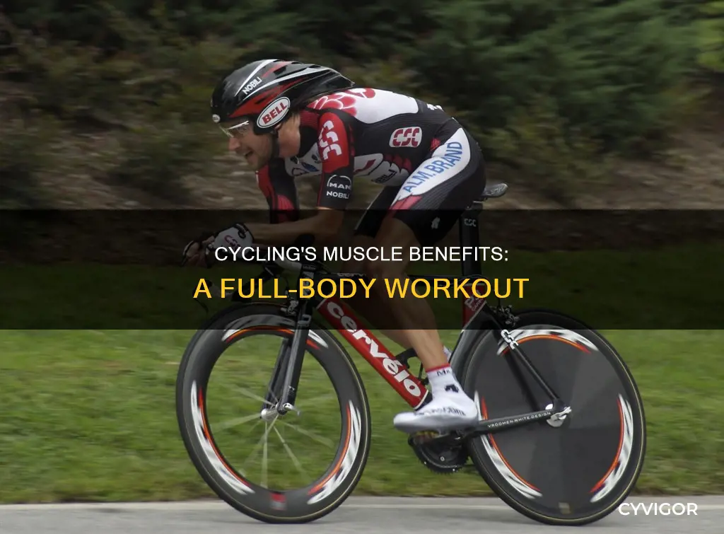 Cycling's Muscle Benefits: A Full-Body Workout | CyVigor