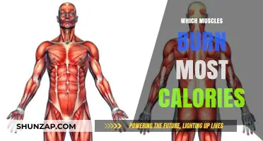 T1 Attachment Muscles: Understanding Their Function And Importance ...