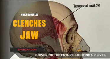 T1 Attachment Muscles: Understanding Their Function And Importance ...