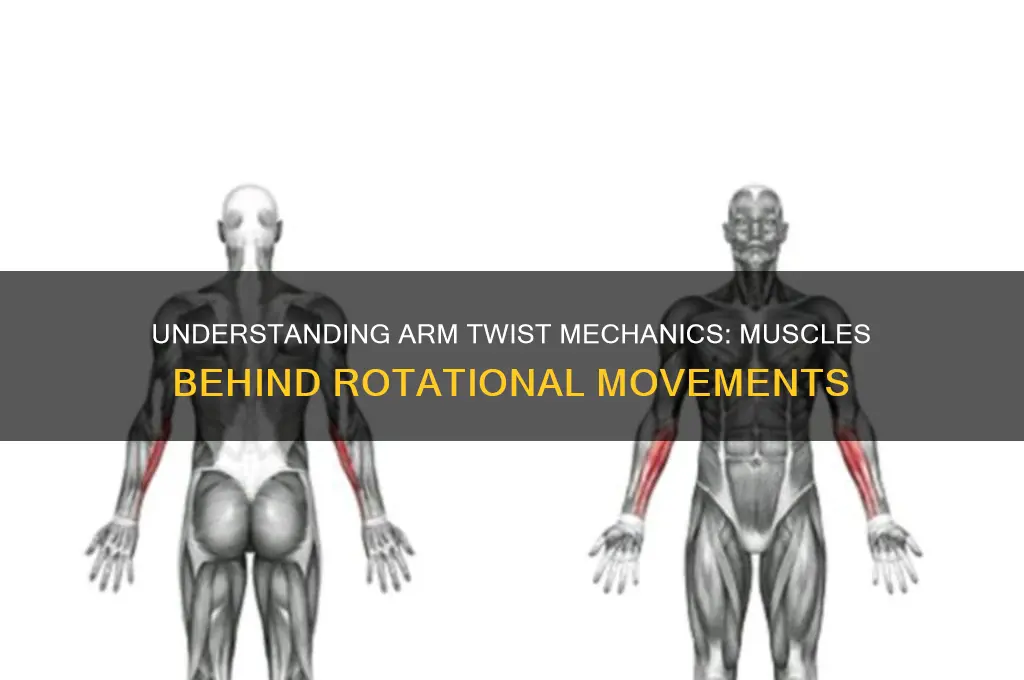 Understanding Arm Twist Mechanics: Muscles Behind Rotational Movements ...