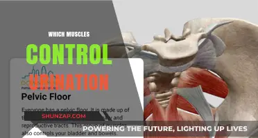 Breathing Muscles: Understanding Their Role And Function | CyVigor