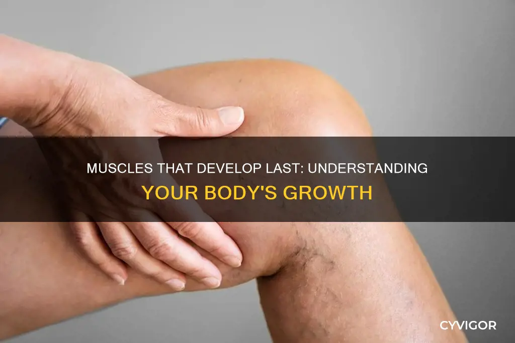 Muscles That Develop Last: Understanding Your Body's Growth | CyVigor