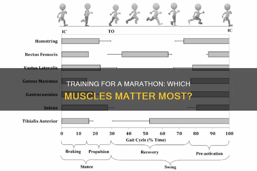 Training For A Marathon: Which Muscles Matter Most? | CyVigor