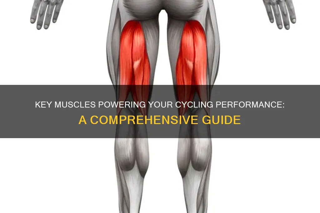 Key Muscles Powering Your Cycling Performance: A Comprehensive Guide ...
