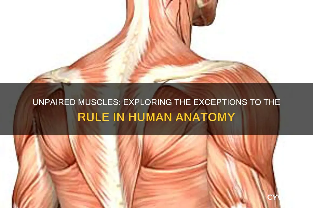Unpaired Muscles: Exploring The Exceptions To The Rule In Human Anatomy ...