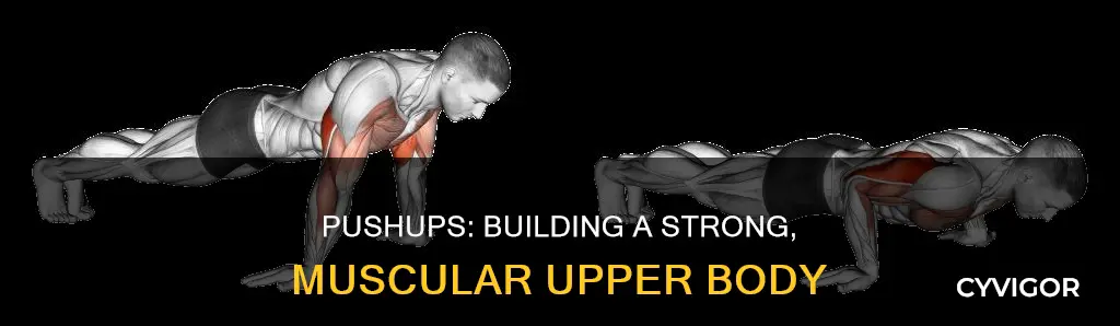 Pushups: Building A Strong, Muscular Upper Body | CyVigor