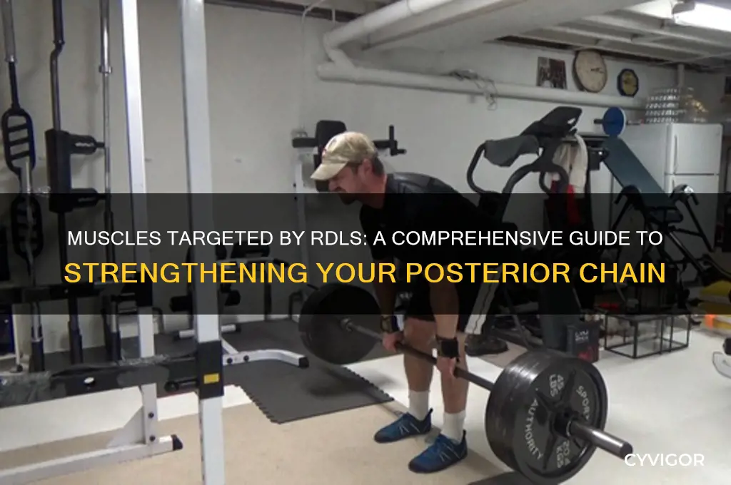 Muscles Targeted By Rdls: A Comprehensive Guide To Strengthening Your ...