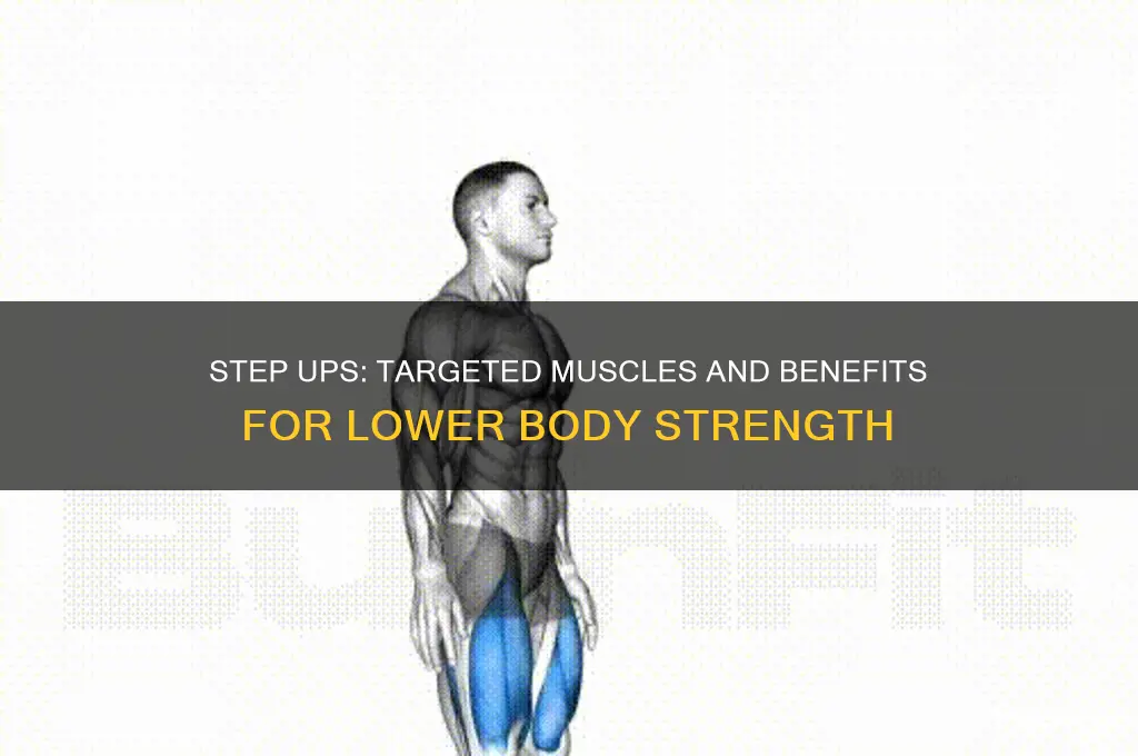 Step Ups: Targeted Muscles And Benefits For Lower Body Strength | CyVigor