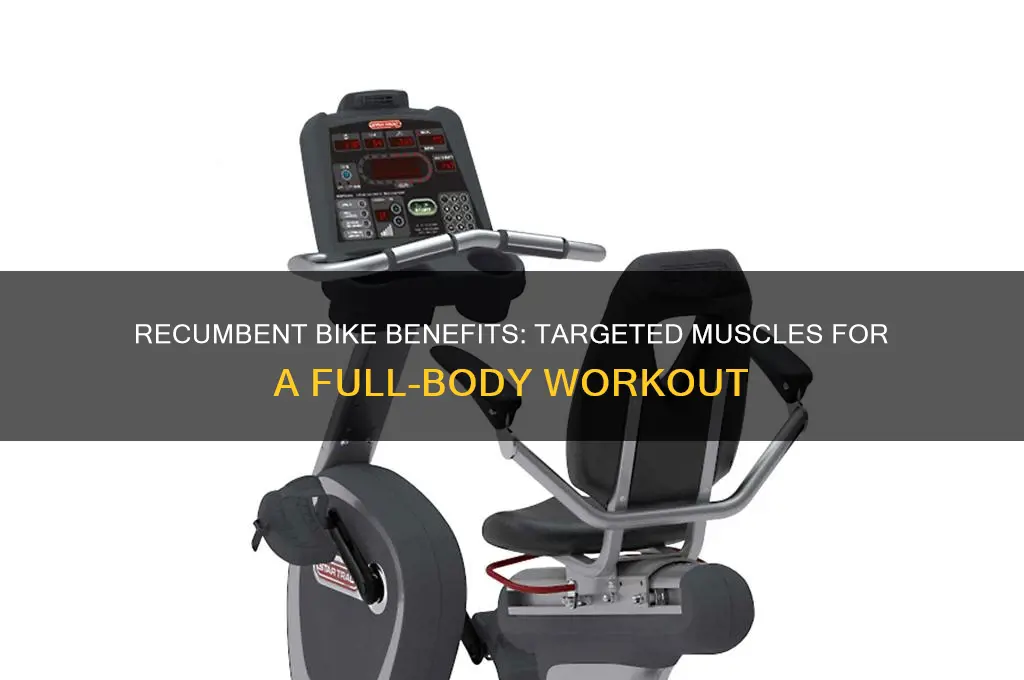 Recumbent Bike Benefits: Targeted Muscles For A Full-Body Workout | CyVigor