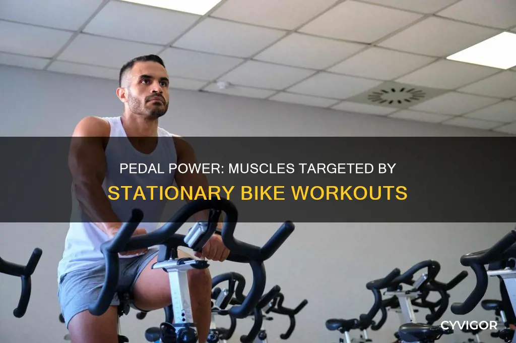 Pedal Power: Muscles Targeted By Stationary Bike Workouts | CyVigor