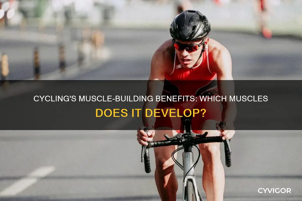 Cycling's Muscle-Building Benefits: Which Muscles Does It Develop ...