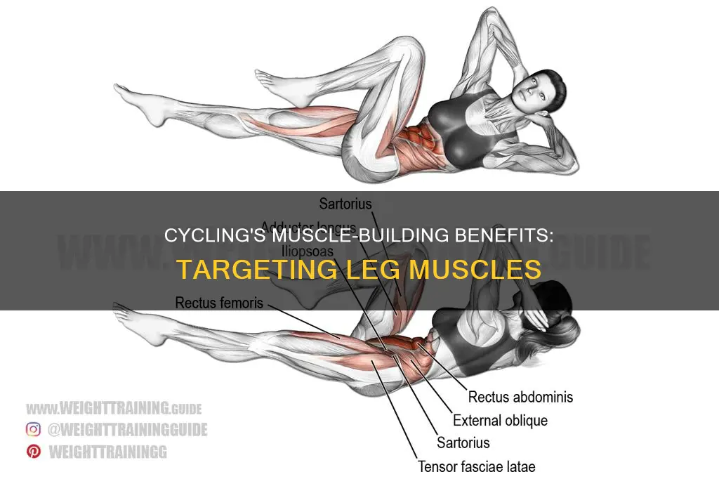 Cycling's Muscle-Building Benefits: Targeting Leg Muscles | CyVigor