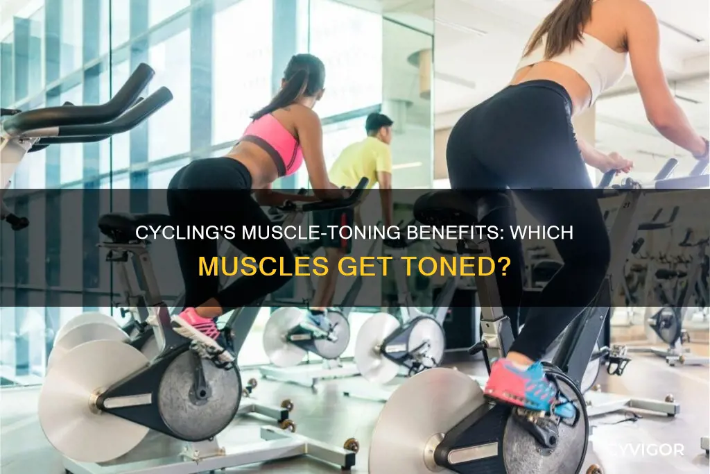 Cycling's Muscle-Toning Benefits: Which Muscles Get Toned? | CyVigor