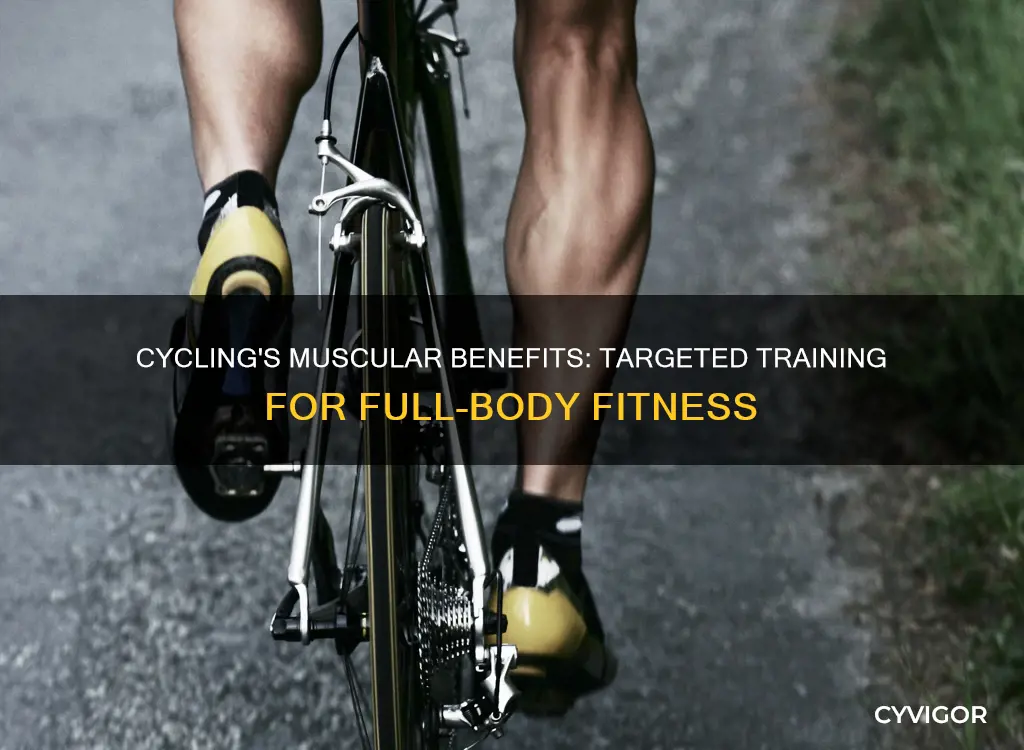 Cycling's Muscular Benefits: Targeted Training For Full-Body Fitness ...