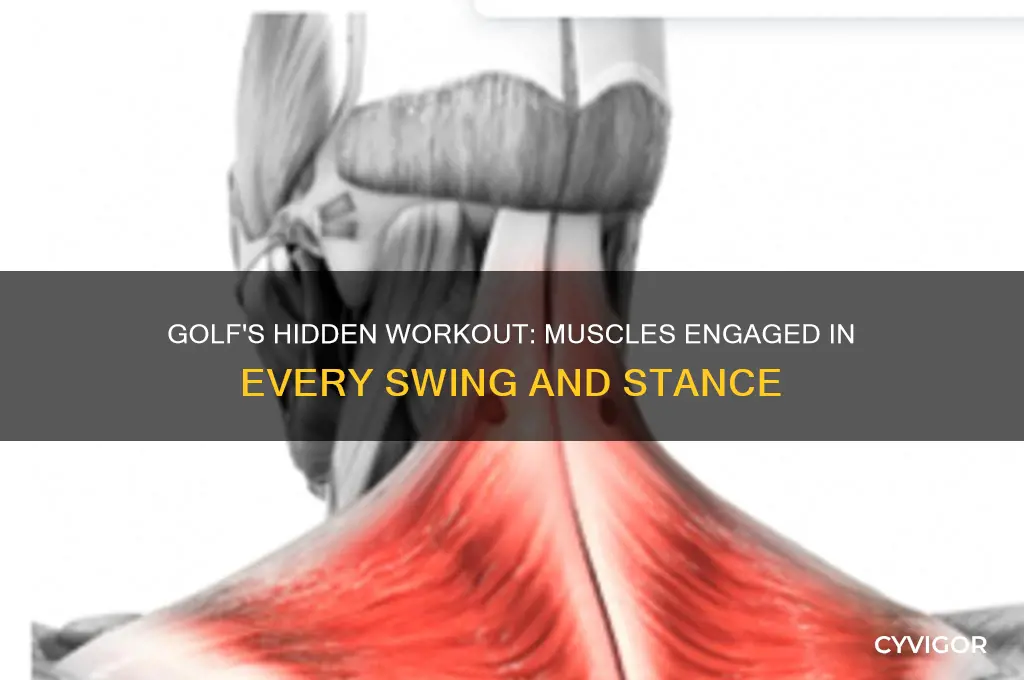Golf's Hidden Workout: Muscles Engaged In Every Swing And Stance | CyVigor