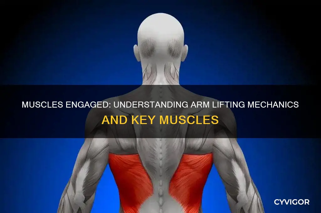 Muscles Engaged: Understanding Arm Lifting Mechanics And Key Muscles ...