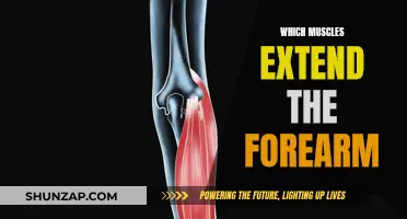 Extensor Muscles: Function, Anatomy, And Their Role In Movement | CyVigor