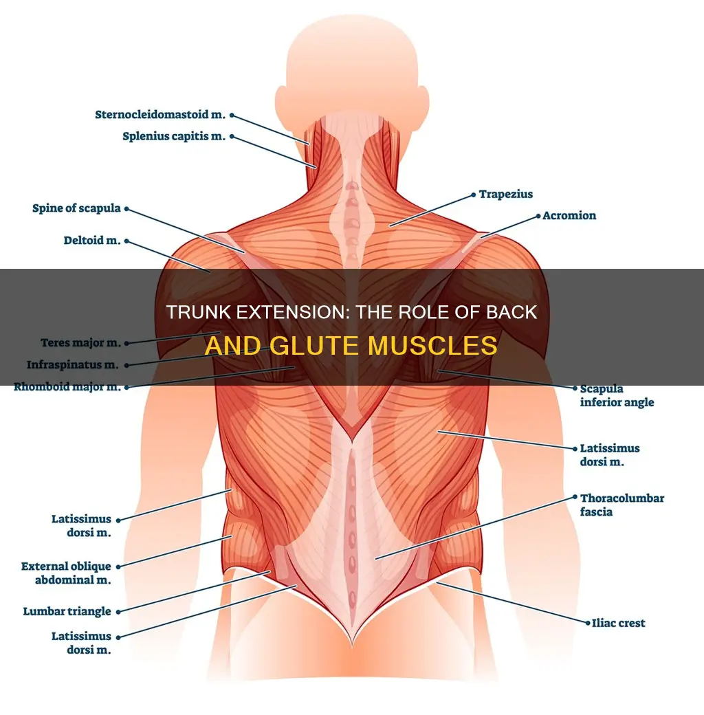 Trunk Extension: The Role Of Back And Glute Muscles | CyVigor