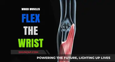 Flexing Fingers: Muscles And Their Functions | CyVigor