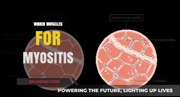 Muscle Nucleus: What Muscles Have And Why | CyVigor