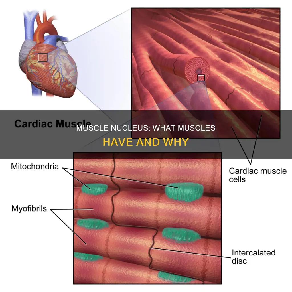 Muscle Nucleus: What Muscles Have And Why | CyVigor