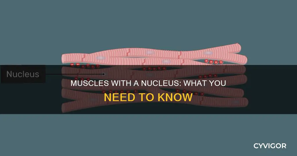 Muscles With A Nucleus: What You Need To Know | CyVigor