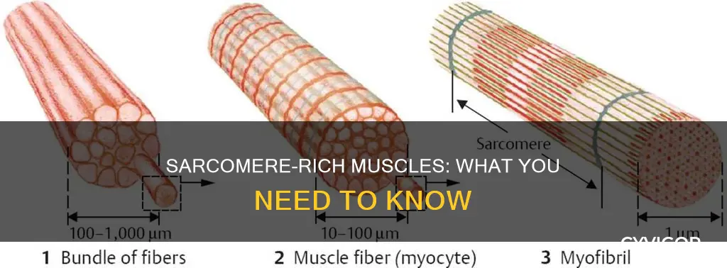 Sarcomere-Rich Muscles: What You Need To Know | CyVigor