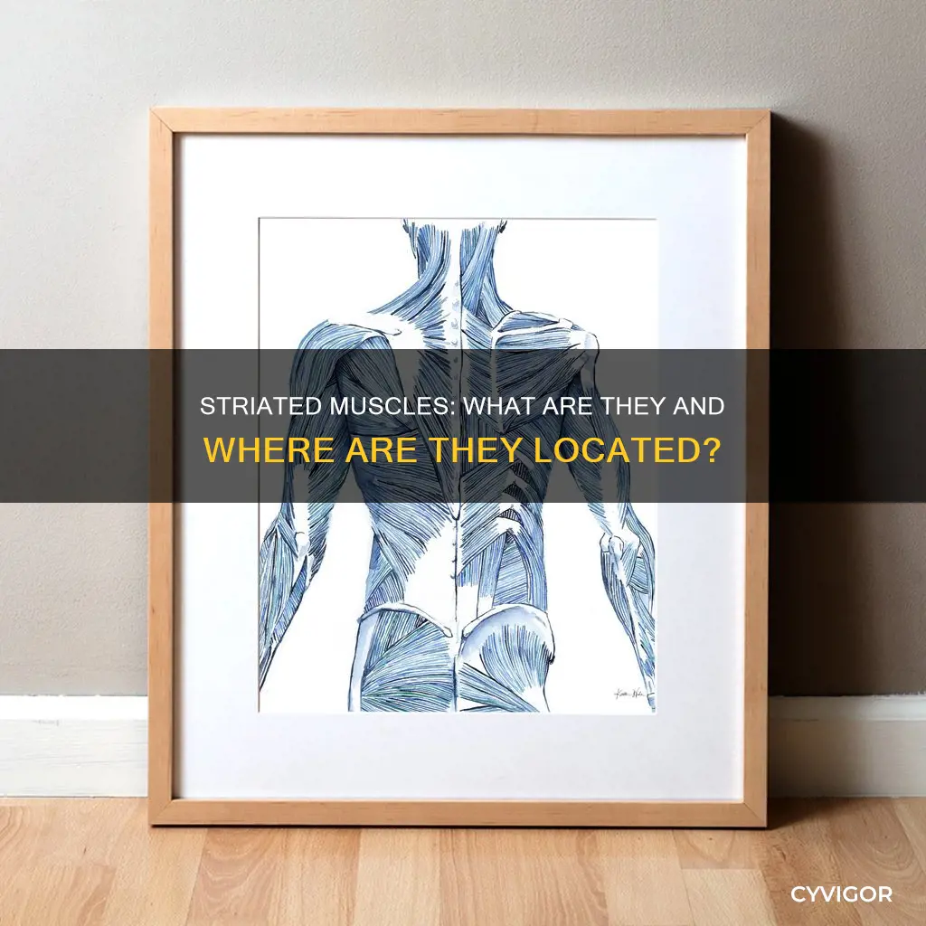 Striated Muscles: What Are They And Where Are They Located? | CyVigor
